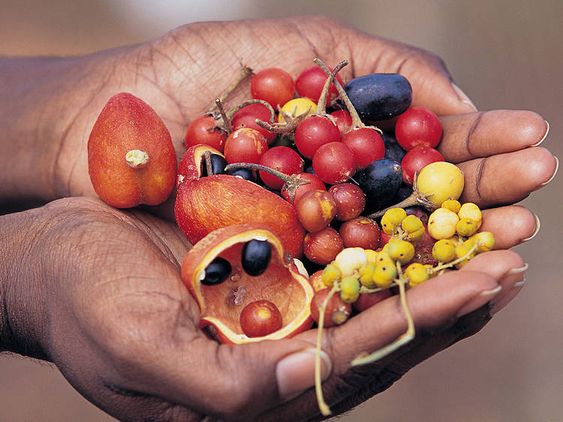 Blends – Aussie Bush Foods