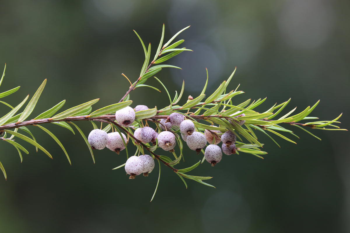 Spices – Aussie Bush Foods